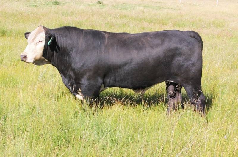 Hoffman A.I. Breeders | BULLS
